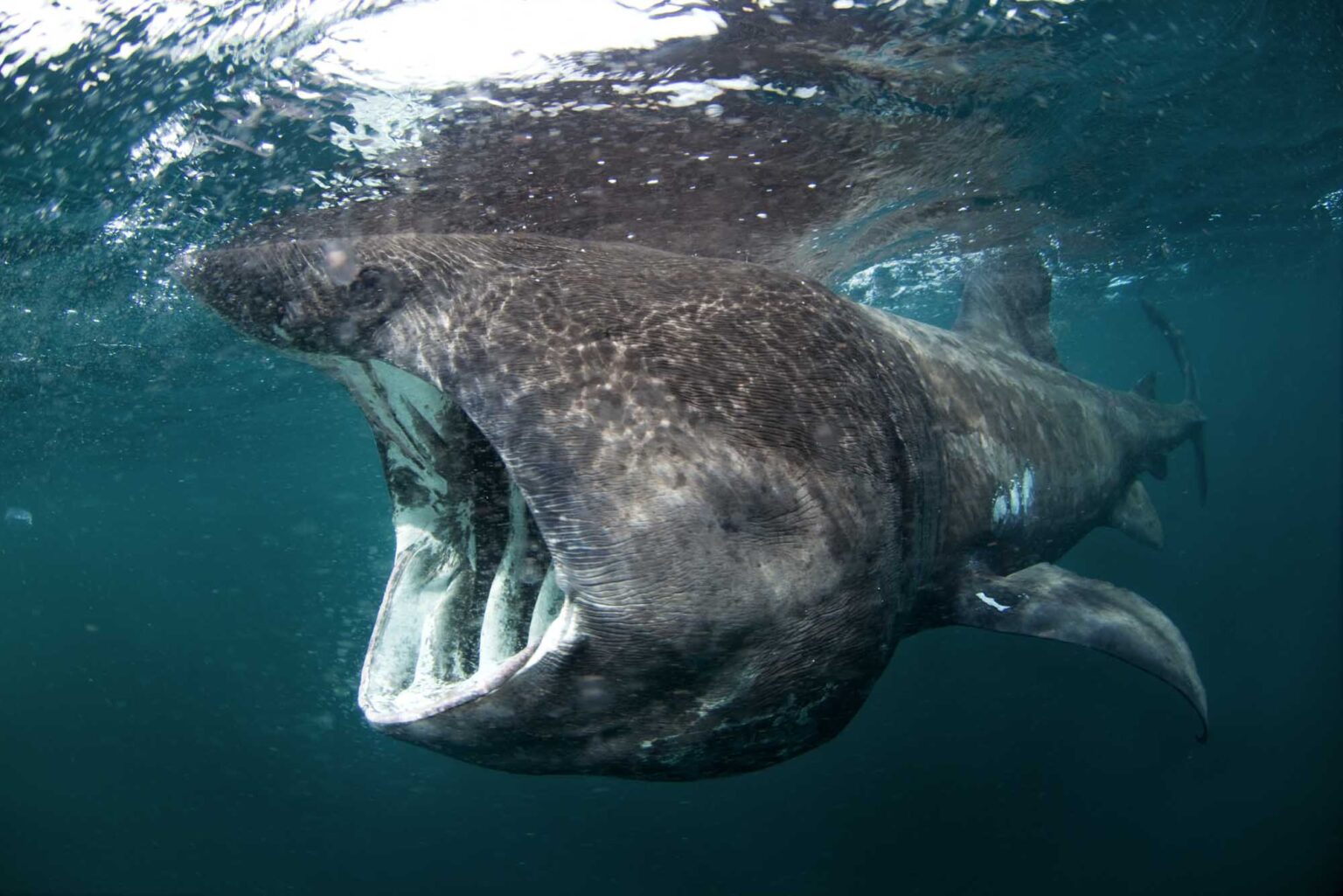 Basking Shark (Cetorhinus Maximus) - Lifestyle, Diet, and More
