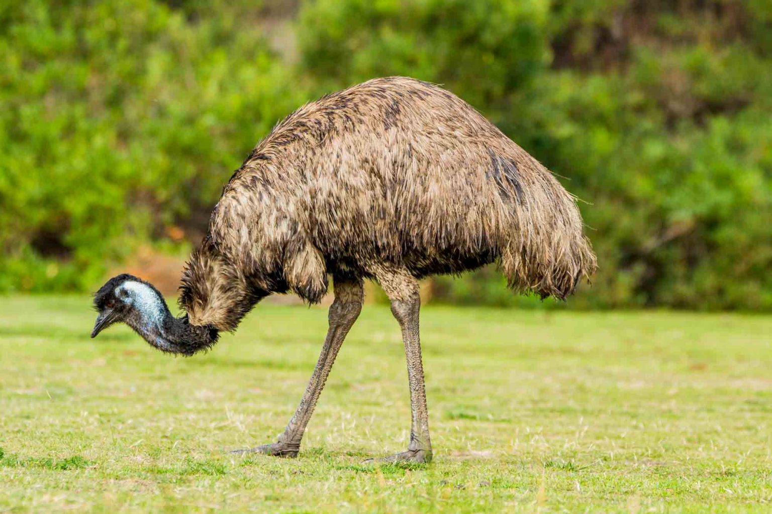 35 Animals That Start With E (2025) - Wildlife Explained