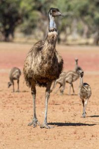 Emu (Dromaius novaehollandiae) - Lifestyle, Diet, and More - Wildlife ...
