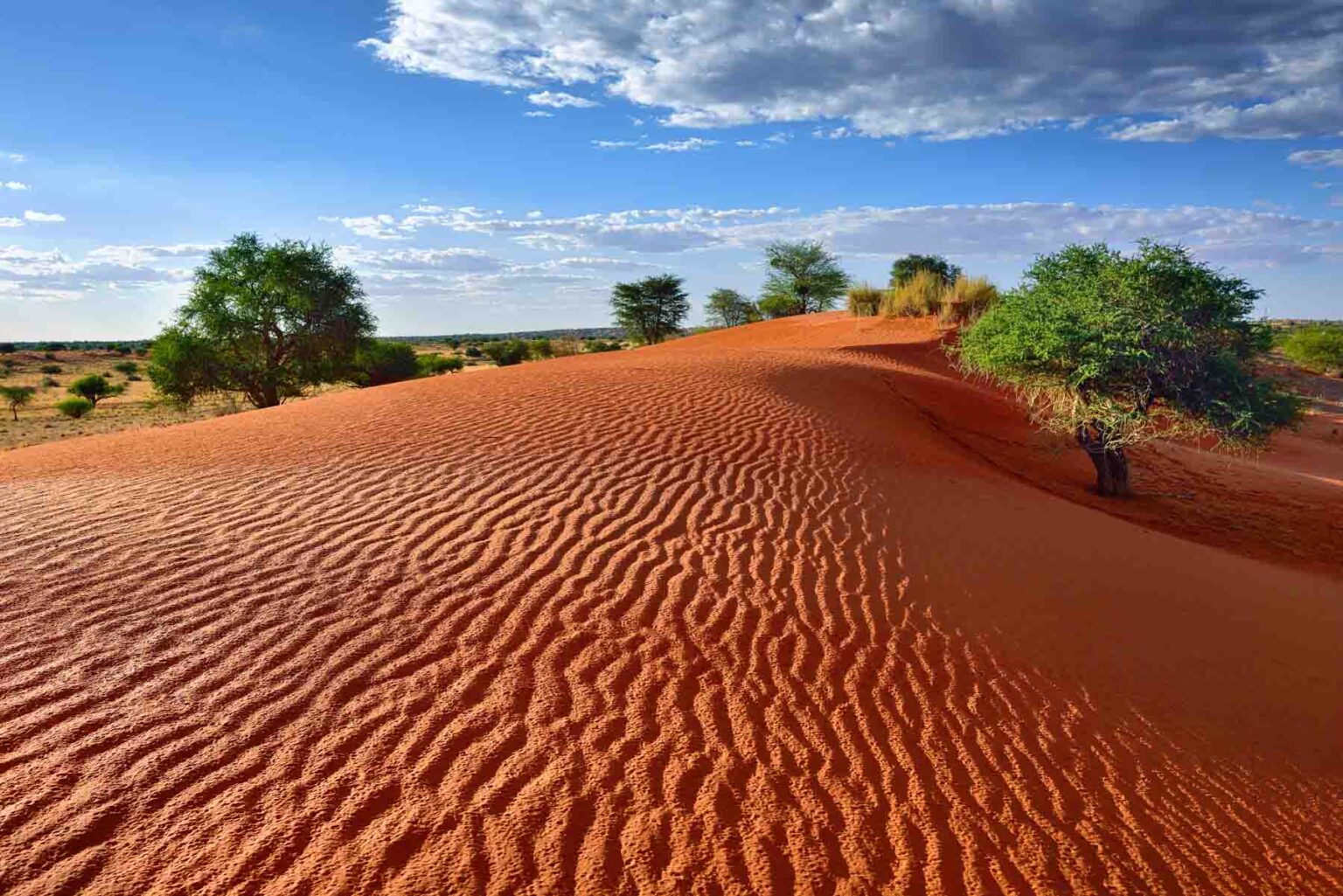 The 14 Largest Deserts in the World - Wildlife Explained