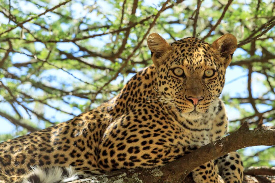 Leopard (Panthera Pardus) - Lifestyle, Diet, and More - Wildlife Explained
