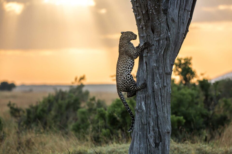 Leopard (Panthera Pardus) - Lifestyle, Diet, and More - Wildlife Explained