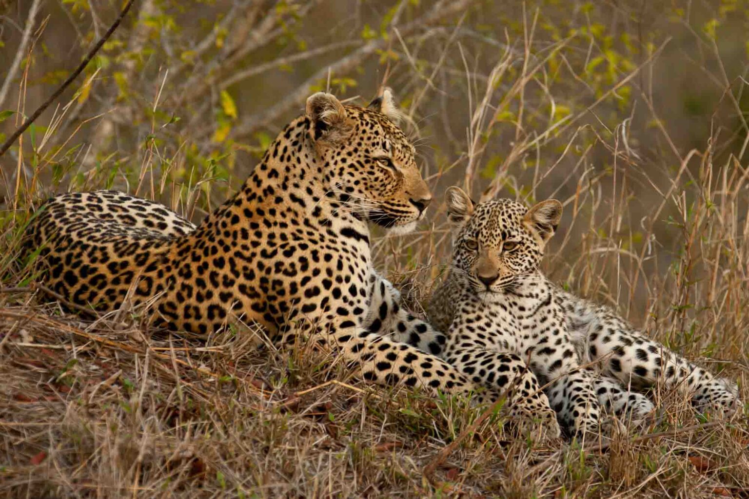 Leopard (Panthera Pardus) - Lifestyle, Diet, and More - Wildlife Explained