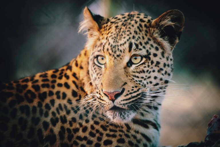 Leopard (Panthera Pardus) - Lifestyle, Diet, and More - Wildlife Explained