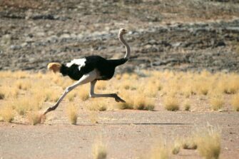 11 Dumbest Birds in the World (With Photos!) - Wildlife Explained
