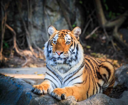 36 Animals That Start With B (2026) - Wildlife Explained