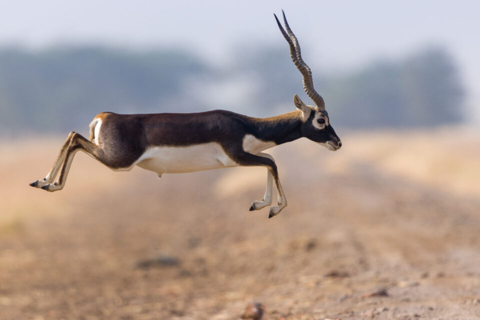 The 14 Fastest Land Animals in The World - Wildlife Explained