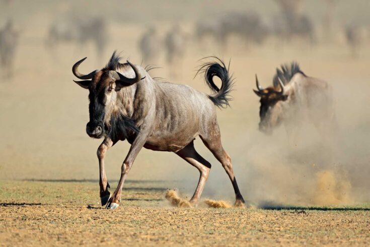 The 14 Fastest Land Animals in The World - Wildlife Explained