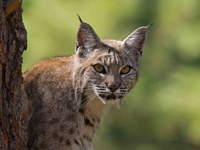 36 Animals That Start With B (2026) - Wildlife Explained