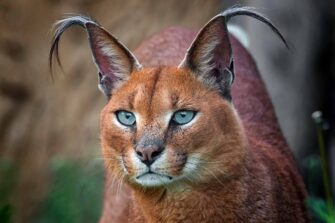 10 Incredible Types of Wild Cats + Facts & FAQs - Wildlife Explained