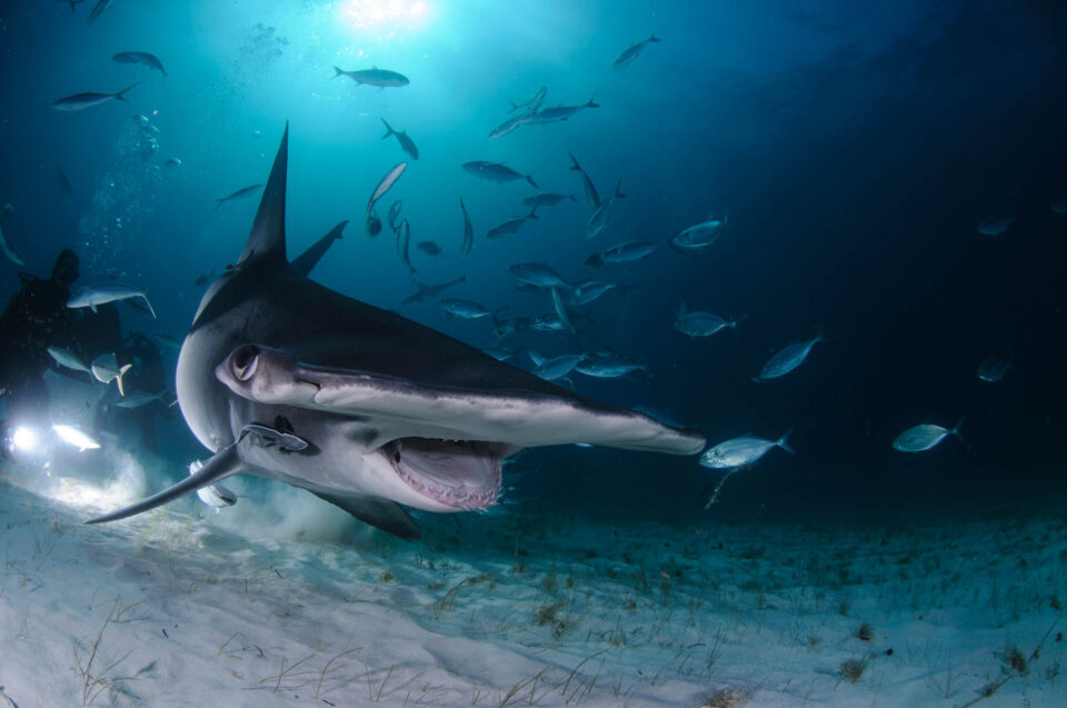 Great Hammerhead Shark - Lifestyle, Diet, and More - Wildlife Explained