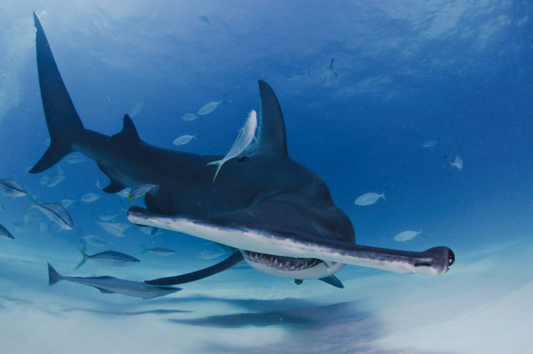 Great Hammerhead Shark - Lifestyle, Diet, and More - Wildlife Explained