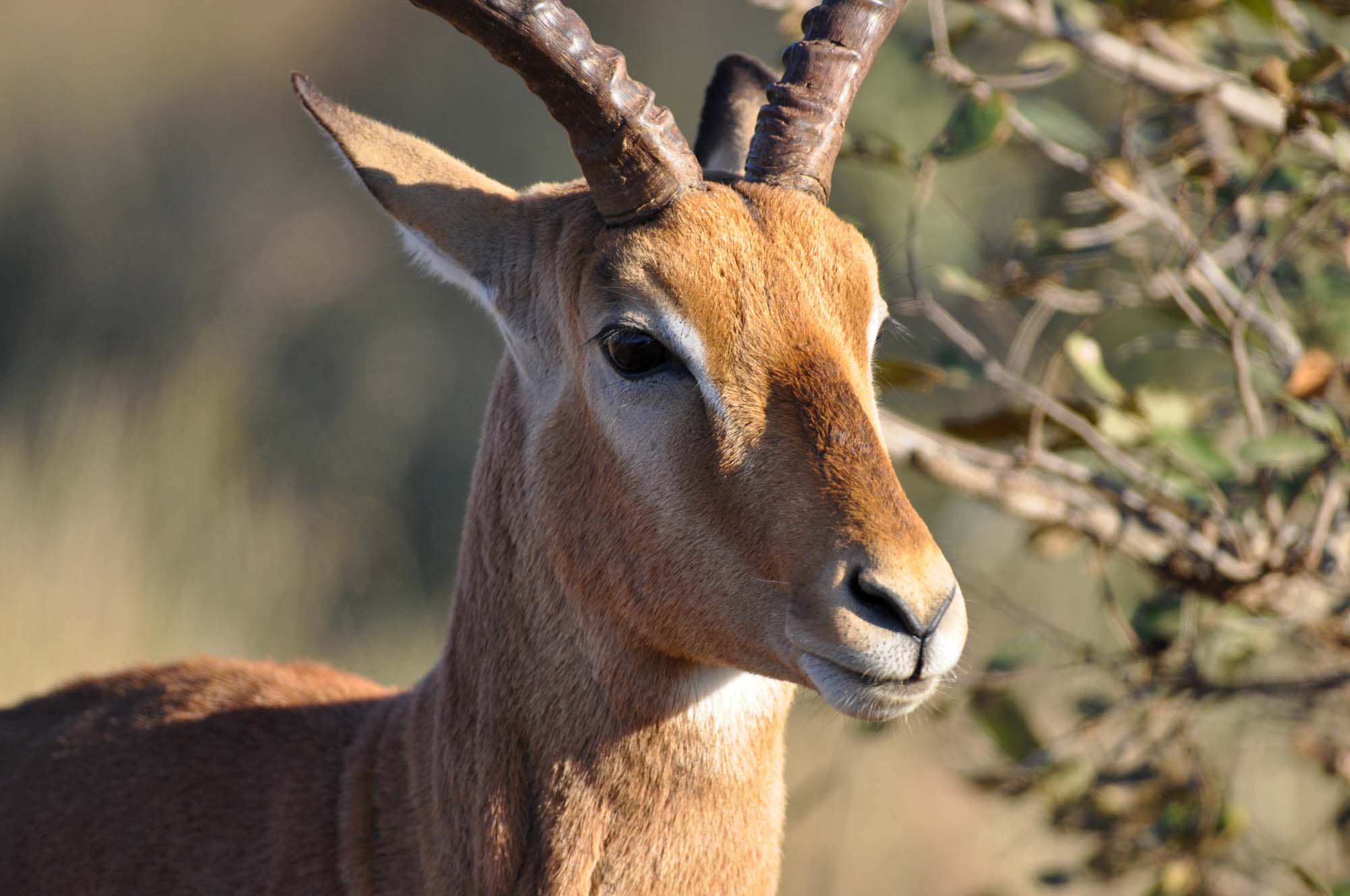 Impala Animal