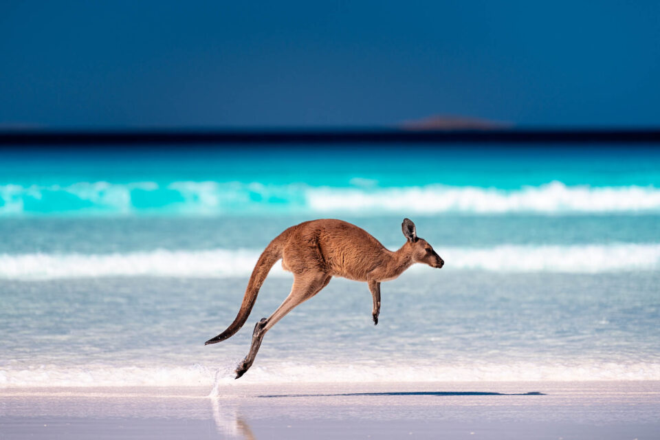 The 14 Fastest Land Animals in The World - Wildlife Explained
