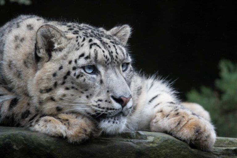 19 of the Most Solitary Animals in the World - Wildlife Explained