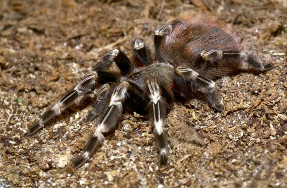 11 Biggest Spiders in the World (2023) - Wildlife Explained