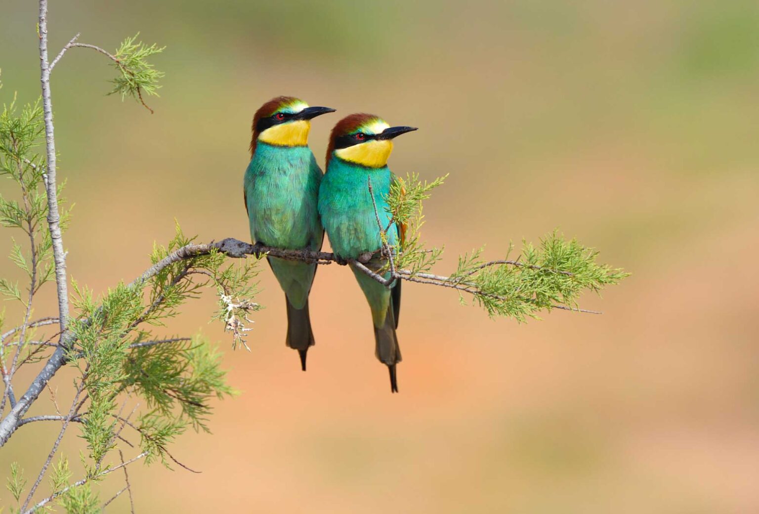 27 of the Most Colorful Birds in the World - Wildlife Explained