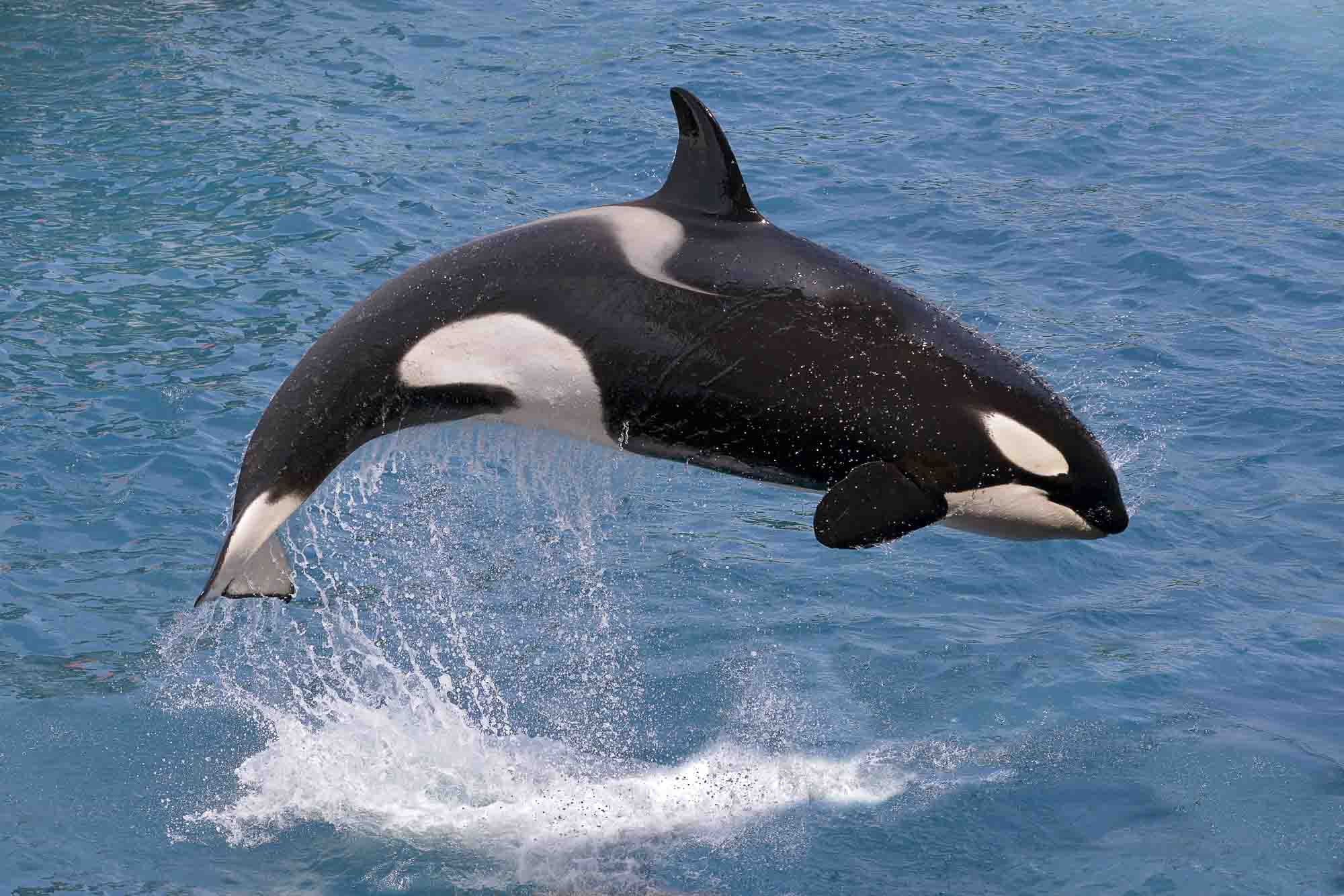Killer Whale (Orcinus orca) - Wildlife Explained