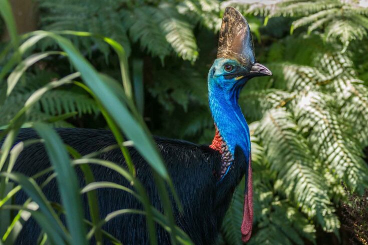 Flightless Birds: 19 Birds That Can't Fly - Wildlife Explained
