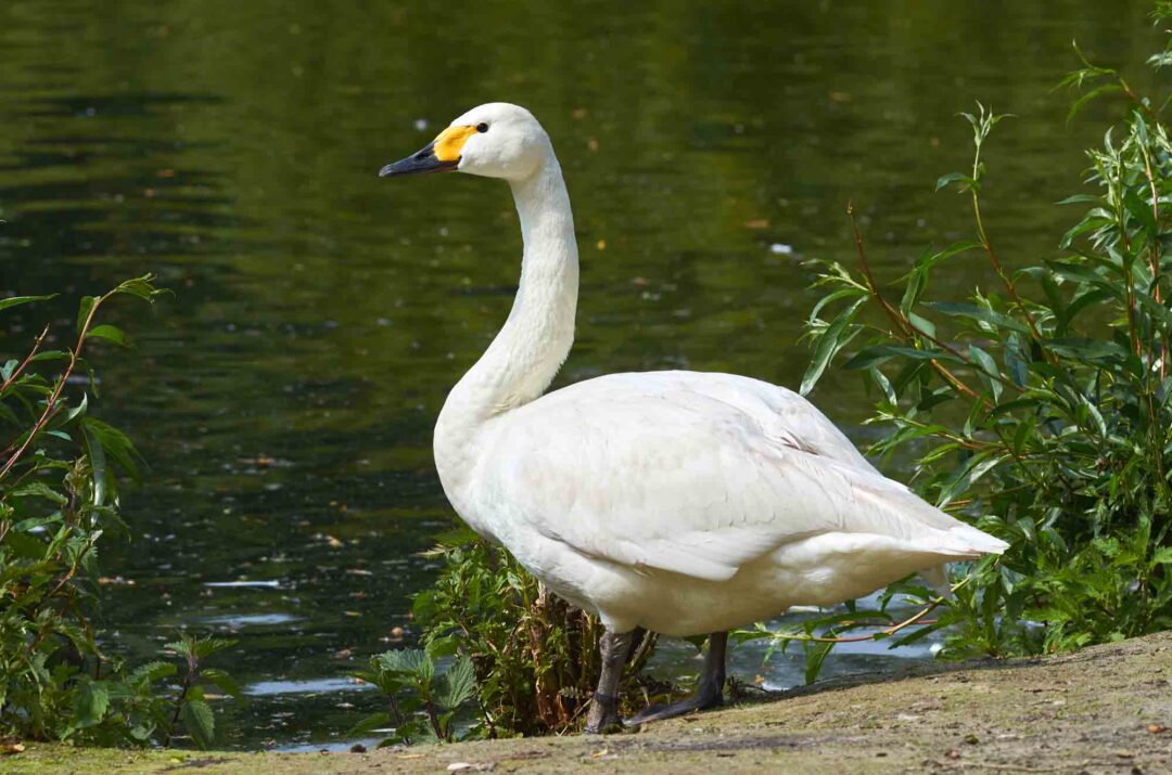 37 Animals That Start With W - Wildlife Explained