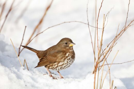 18 Different Types Of Sparrows To Spot in Your Backyard