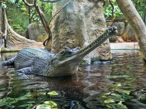 36 Animals That Start With G (2025) - Wildlife Explained