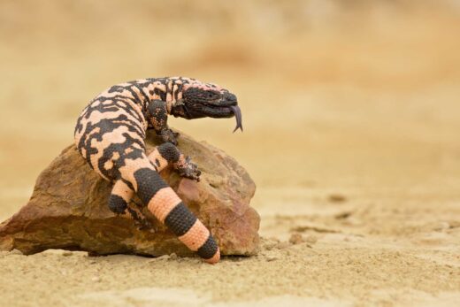 36 Animals That Start With G (2025) - Wildlife Explained