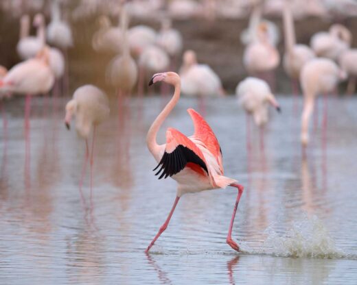 Greater Flamingo (Phoenicopterus roseus) - Lifestyle, Diet, and More