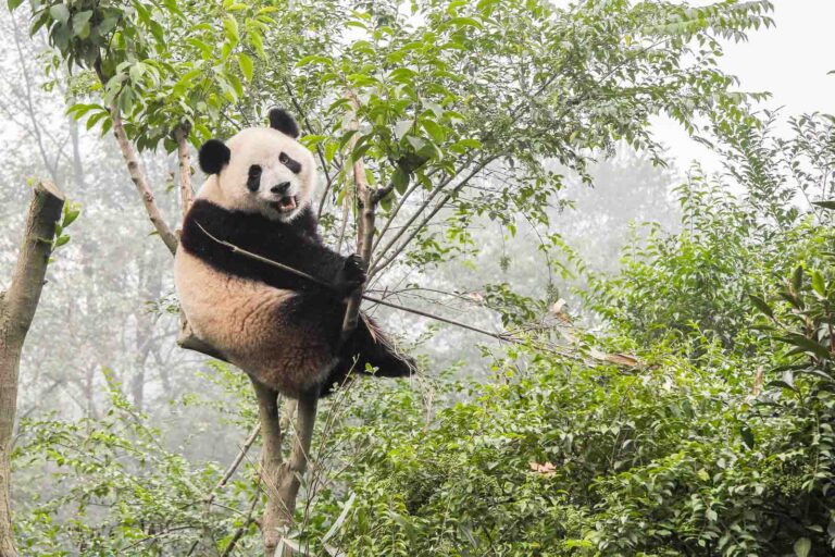 19 of the Most Solitary Animals in the World - Wildlife Explained