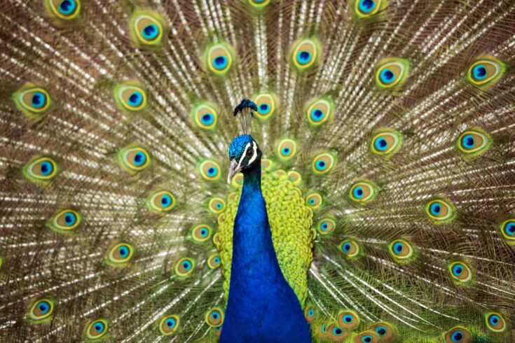 27 of the Most Colorful Birds in the World - Wildlife Explained
