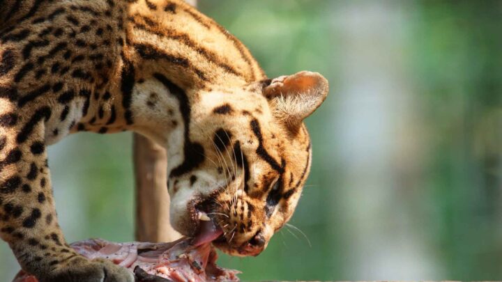 Ocelot (Leopardus pardalis) - Lifestyle, Diet, and More - Wildlife ...