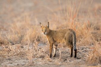 22 Wild Cats in Asia (All Asian Wild Cats W/ Photos!)