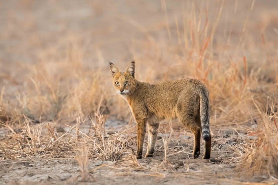 22 Wild Cats in Asia (All Asian Wild Cats W/ Photos!)