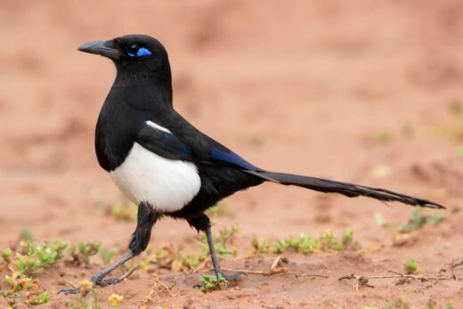 36 Animals That Start With M - Wildlife Explained