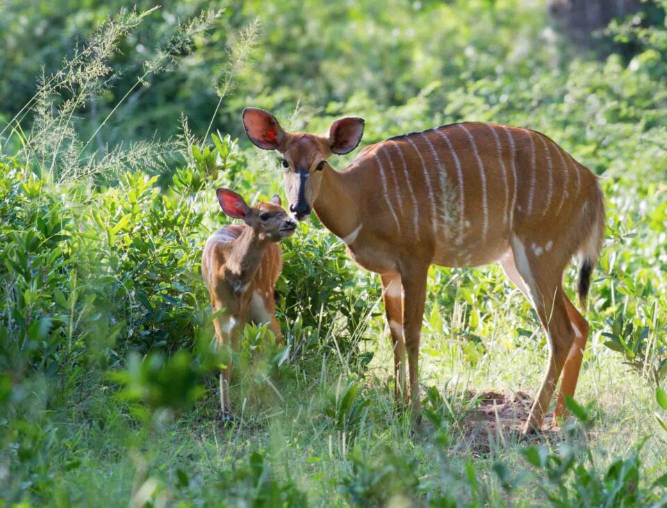 Nyala (Tragelaphus angasii) - Lifestyle, Diet, and More - Wildlife ...