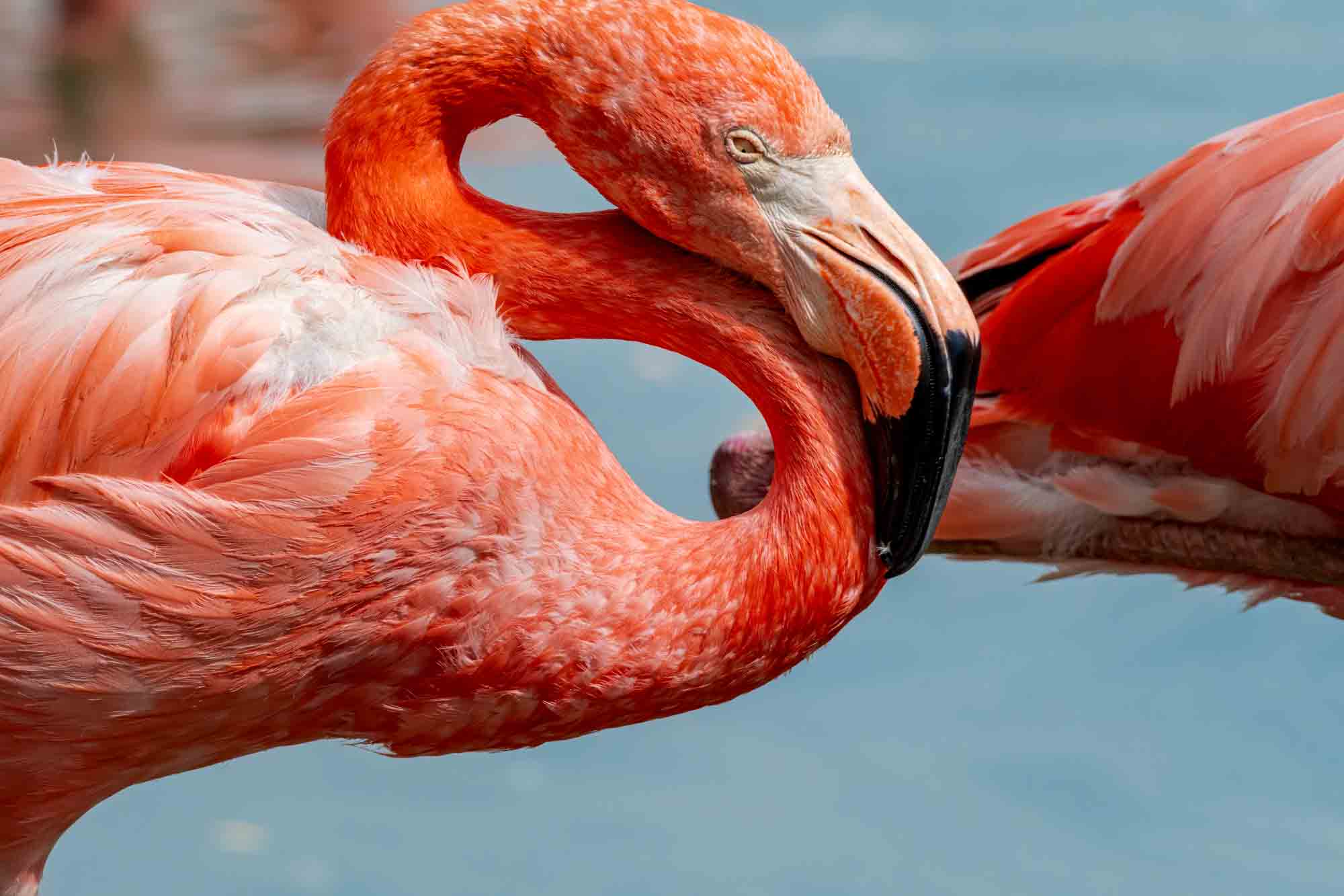 Animals Archives - Wildlife Explained