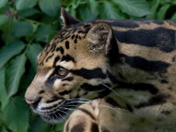 38 Animals That Start With S - Wildlife Explained