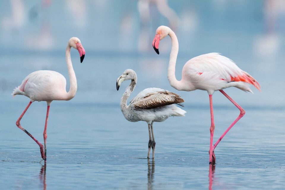 Greater Flamingo (Phoenicopterus roseus) - Lifestyle, Diet, and More
