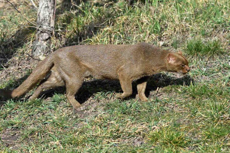 34 Animals That Start With J - Wildlife Explained