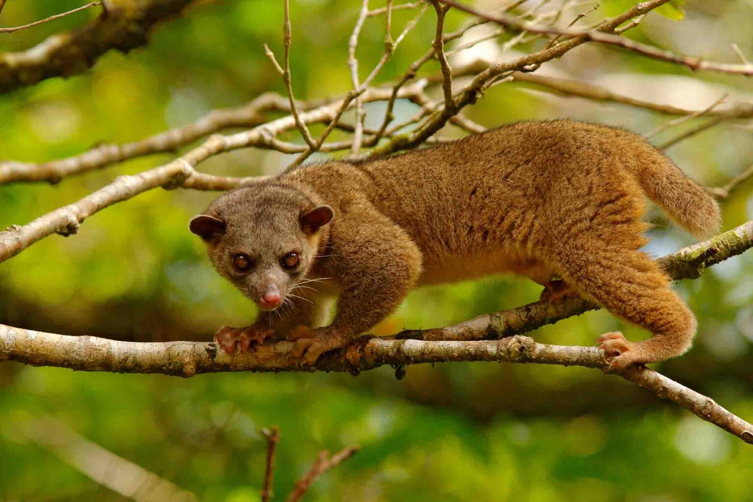 19 of the Most Solitary Animals in the World - Wildlife Explained