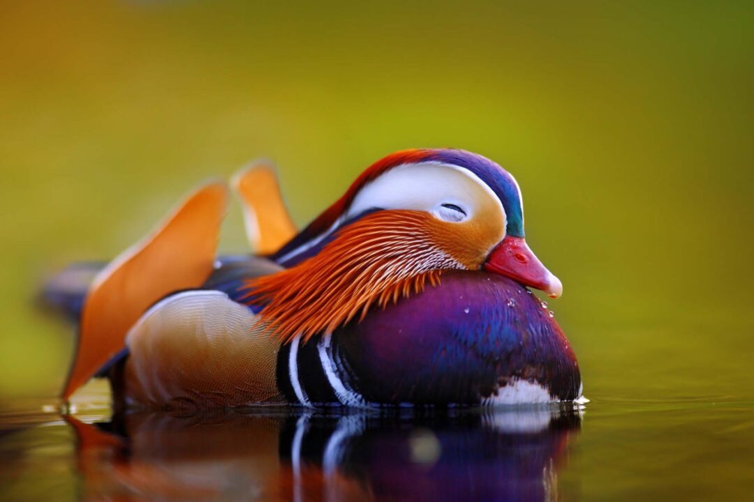 27 of the Most Colorful Birds in the World - Wildlife Explained