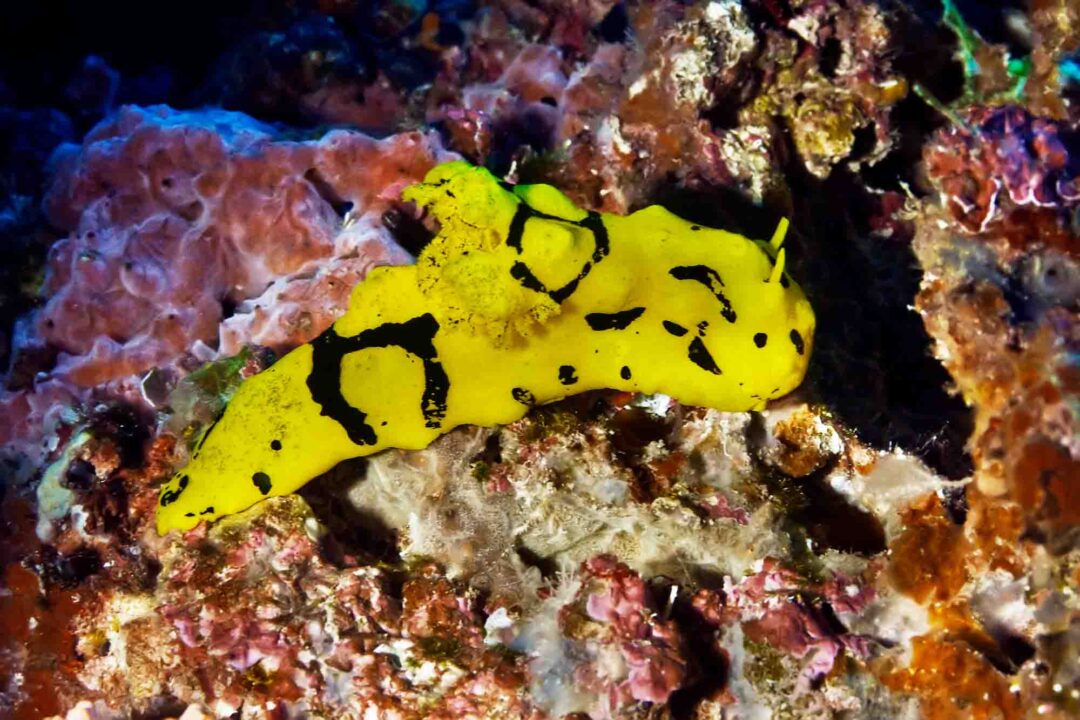 35 Animals That Start With N - Wildlife Explained