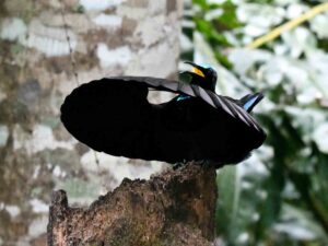 Weird Birds: 32 Funny-Looking Birds You Need To See