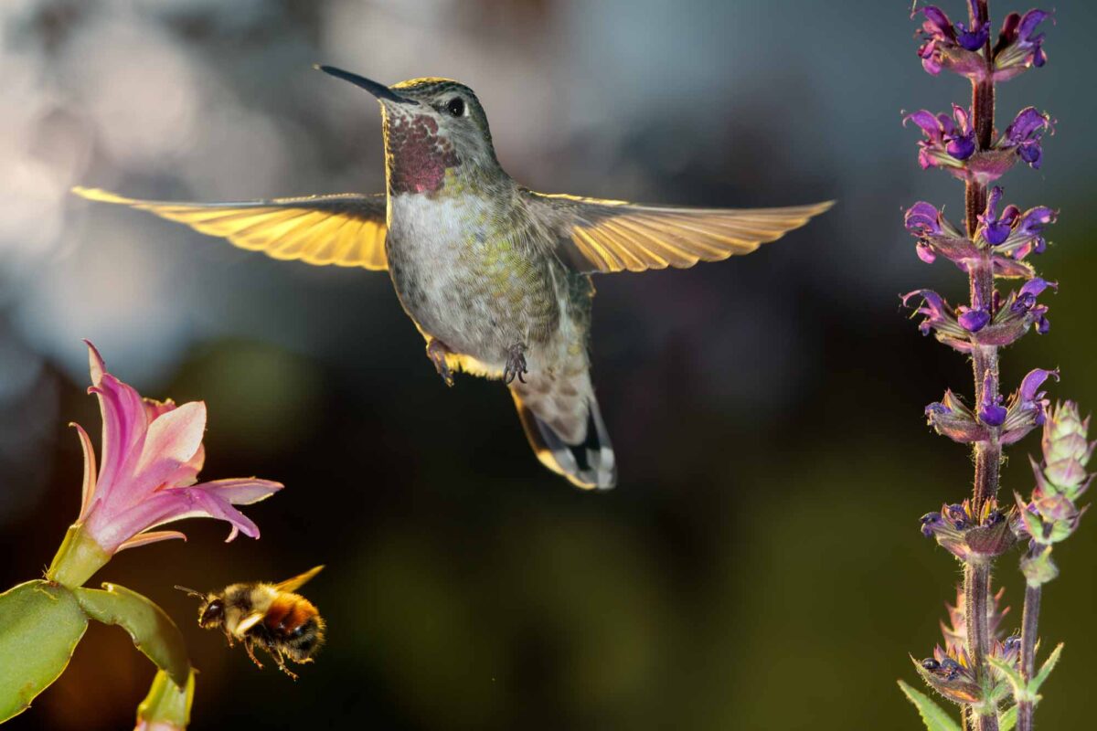 20 Fastest Birds in the World (In The Sky, Land, & Water)