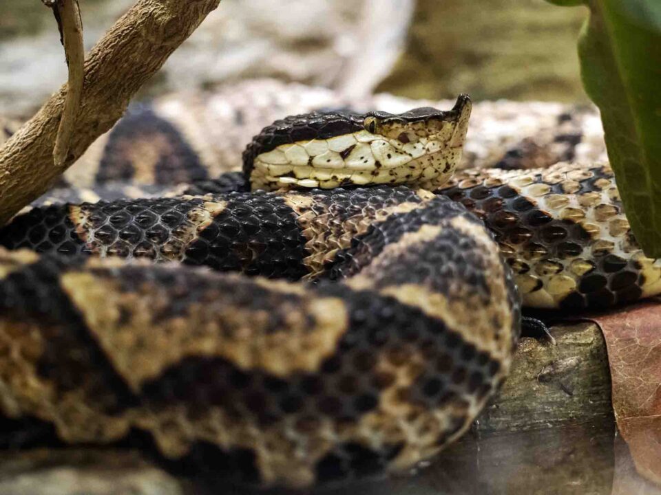 21 Most Venomous Snakes in the World - Wildlife Explained