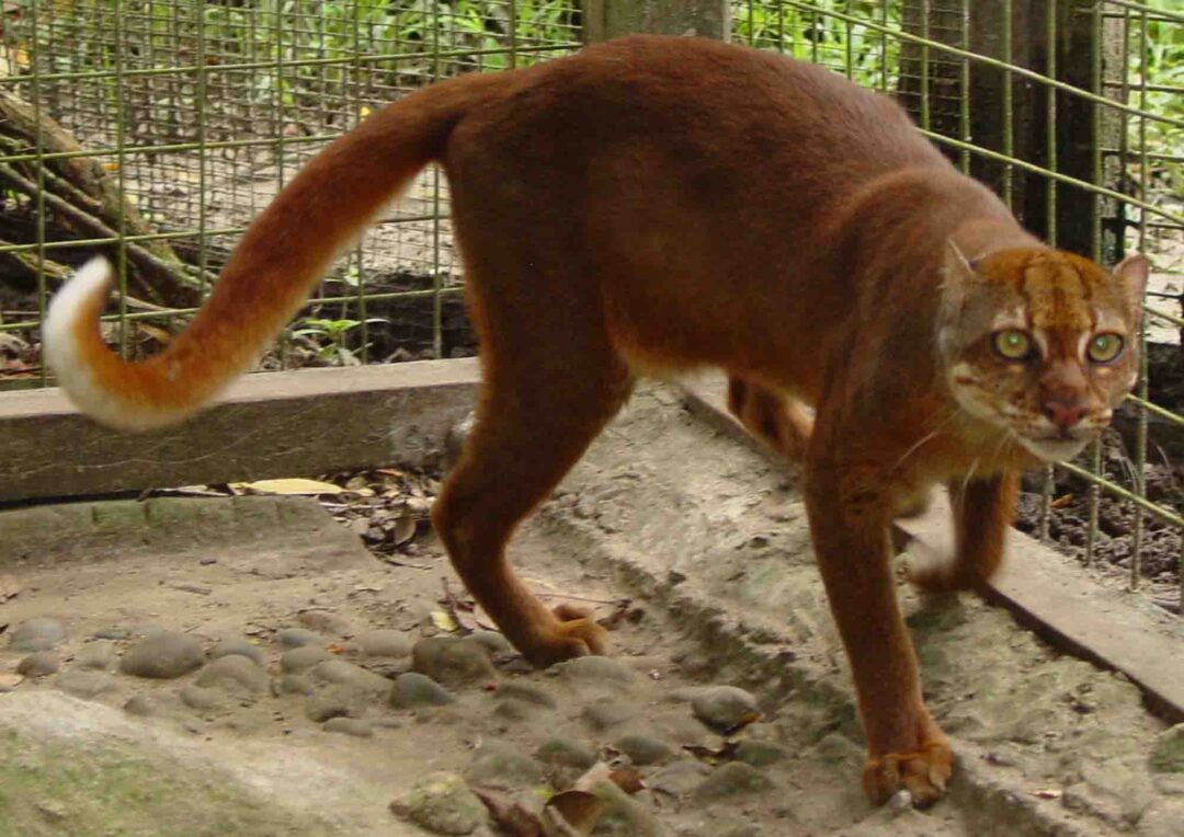 22 Wild Cats in Asia (All Asian Wild Cats W/ Photos!)