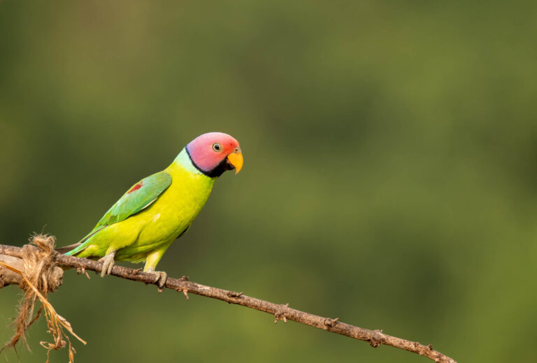 28 Charming Types of Parrots That Are A Sight to Behold