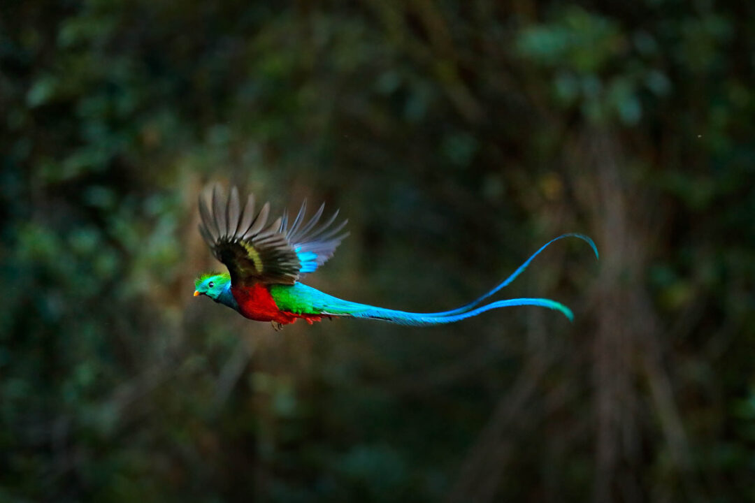 36 Animals That Start With Q - Wildlife Explained