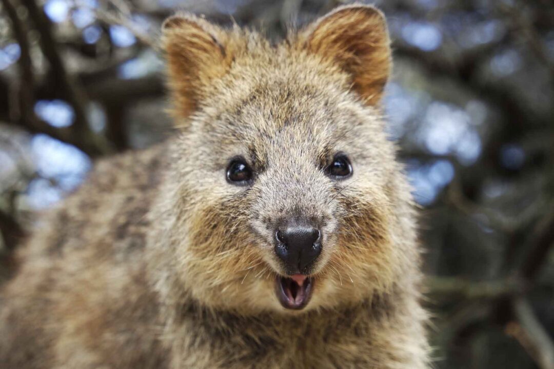 36 Animals That Start With Q - Wildlife Explained