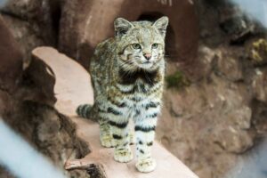 13 Spectacular Wild Cats in the Americas - Wildlife Explained